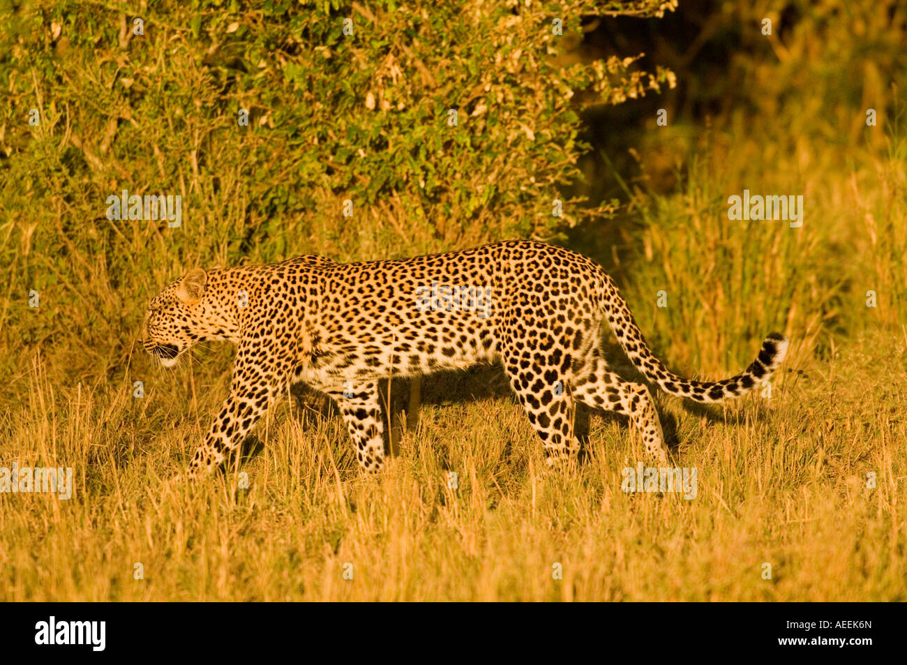 Leopard (Panthera pardus Stock Photo - Alamy