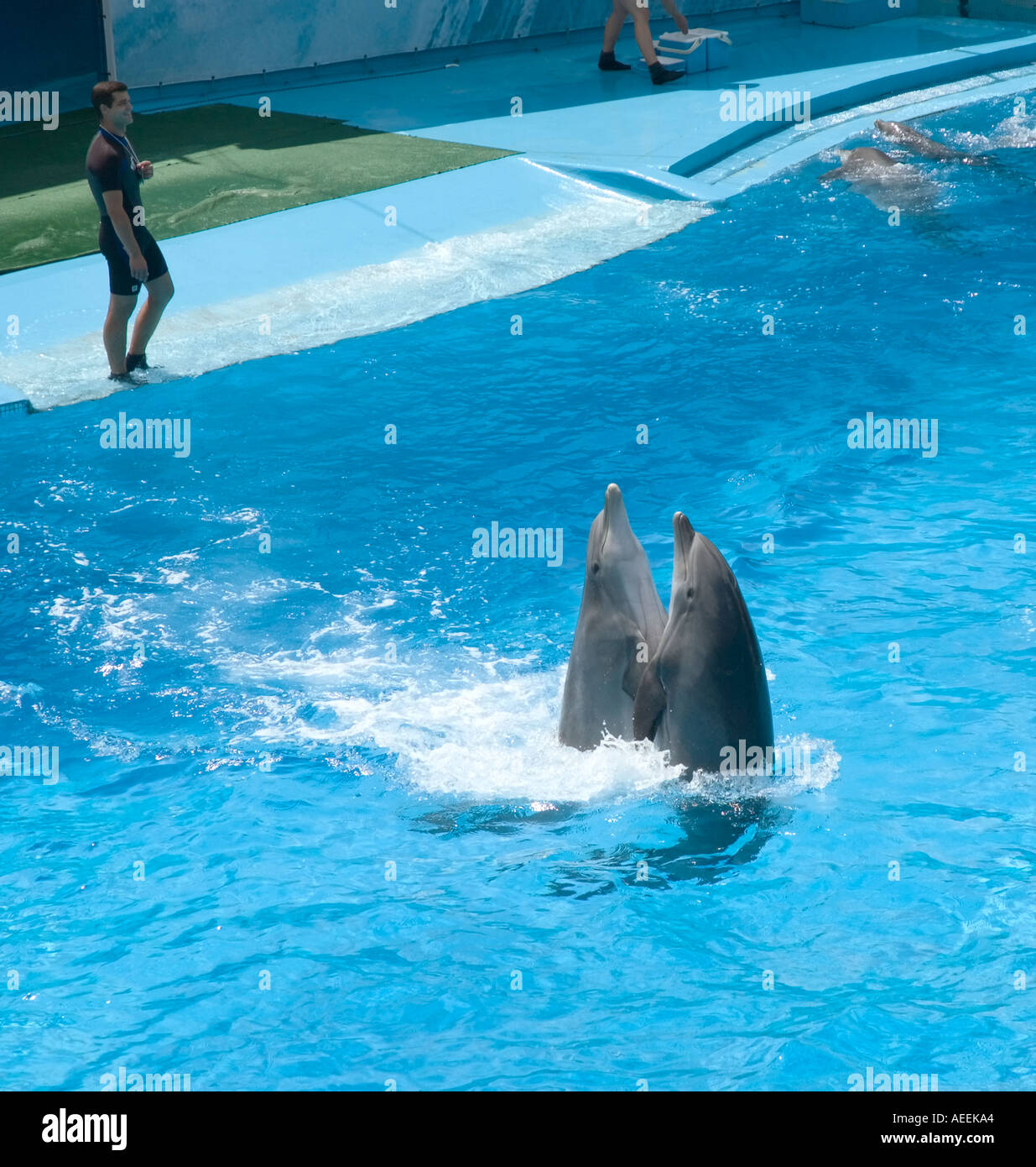 Dolphin show at Zoomarine Albufeira Algarve Portugal Stock Photo - Alamy