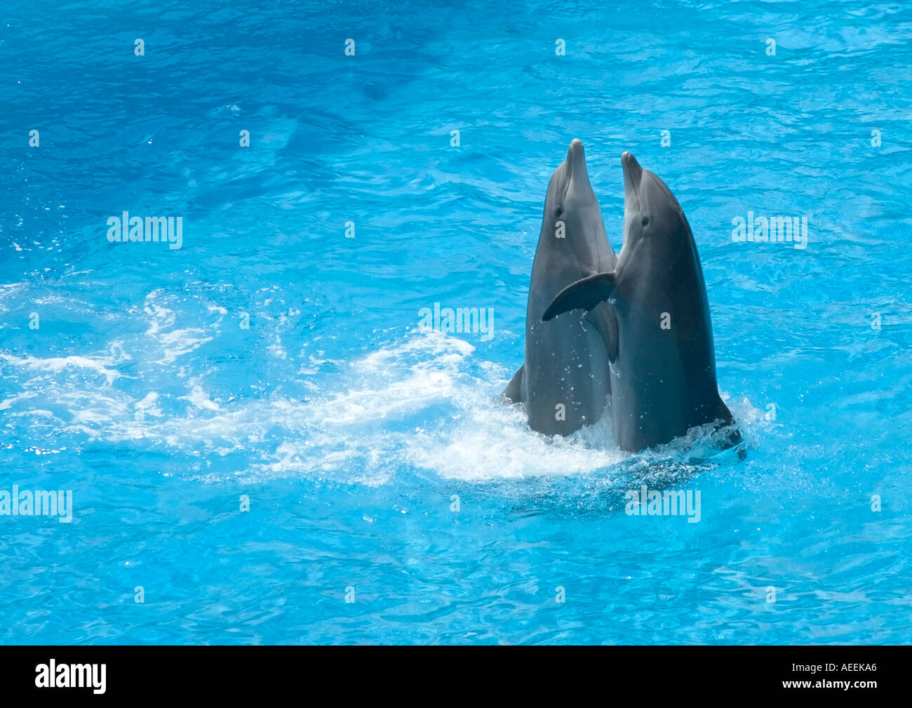 Dolphin show at Zoomarine Albufeira Algarve Portugal Stock Photo - Alamy