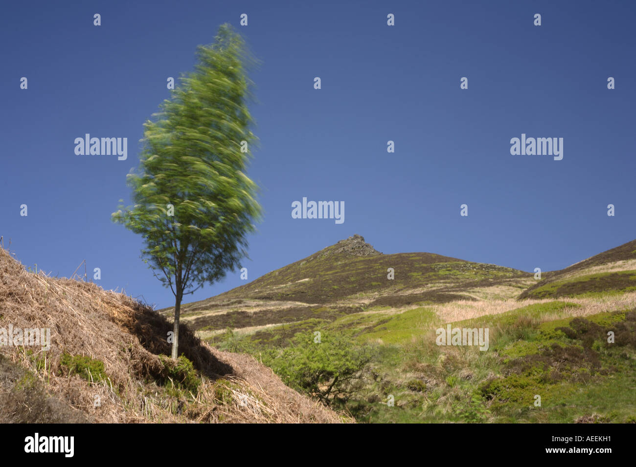 Windblown Rowan tree Sorbus aucuparia along the Pennine Way Grindsbrook ...