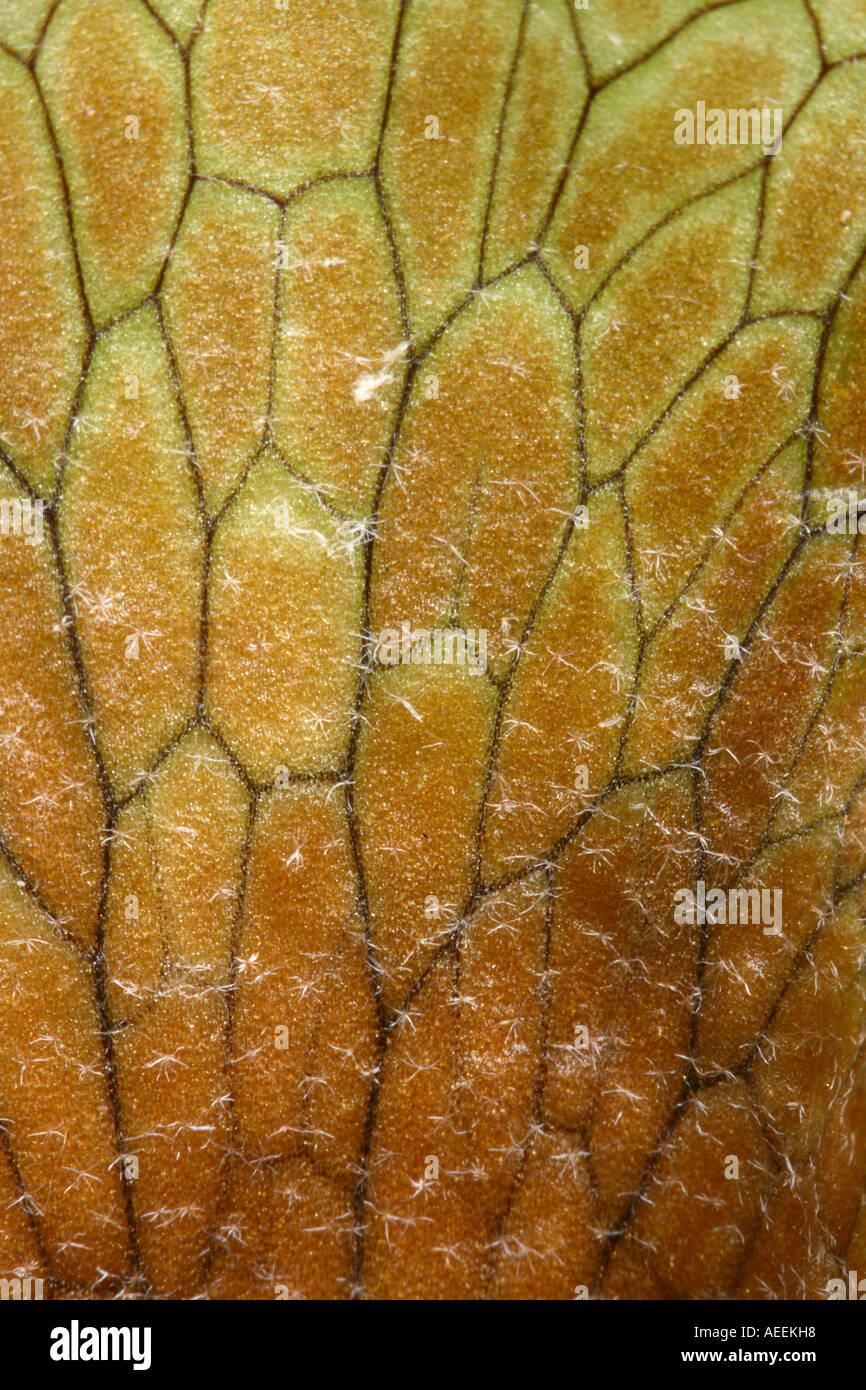 Basal leaf hi-res stock photography and images - Alamy