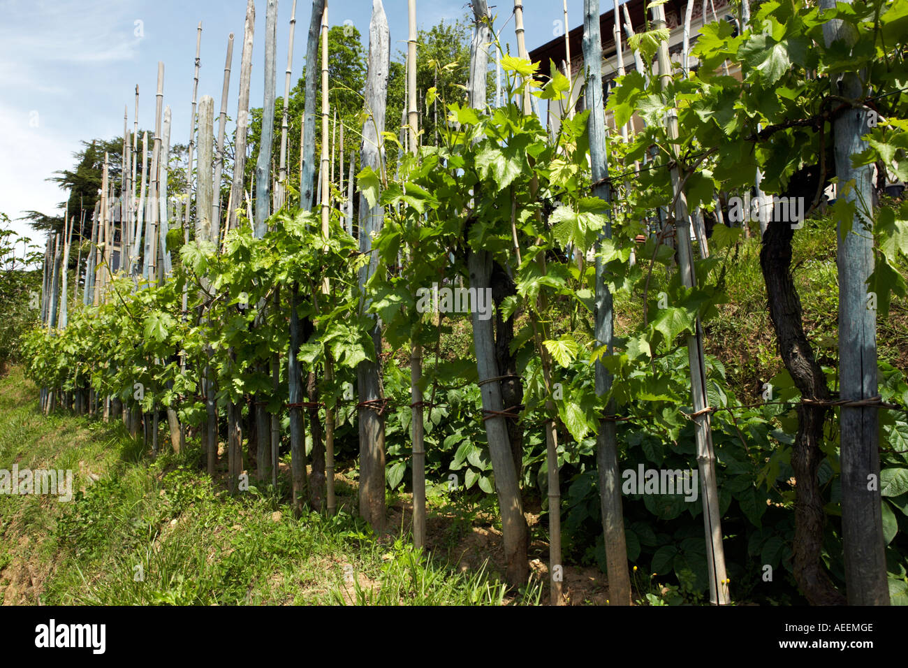 Grape vines in an Italian Vineyard May 2006 Stock Photo - Alamy