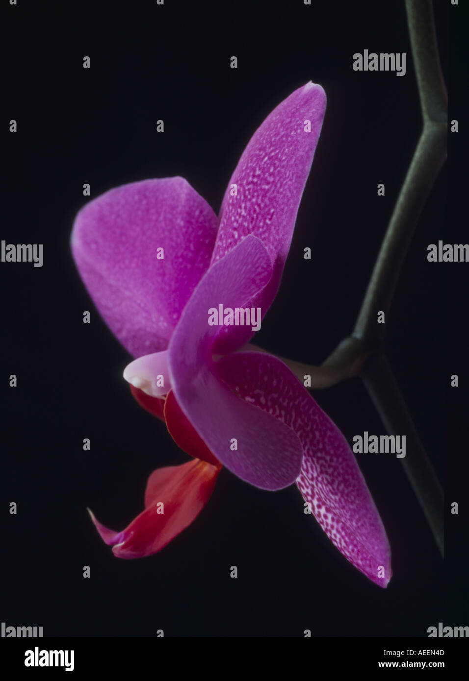 Pink flower of Phalaenopsis orchid side view Stock Photo - Alamy