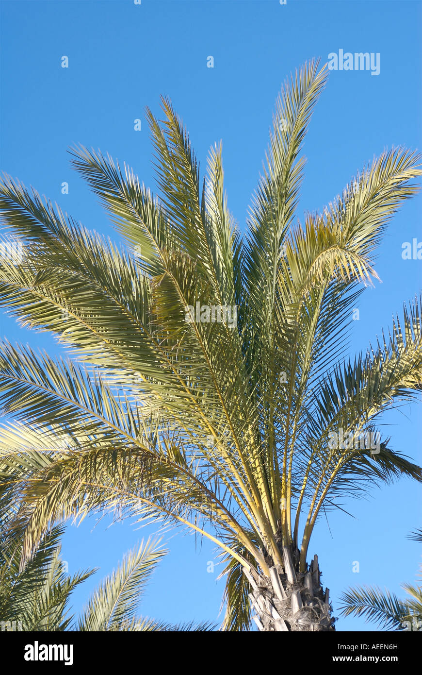 Large Palm tree Stock Photo - Alamy