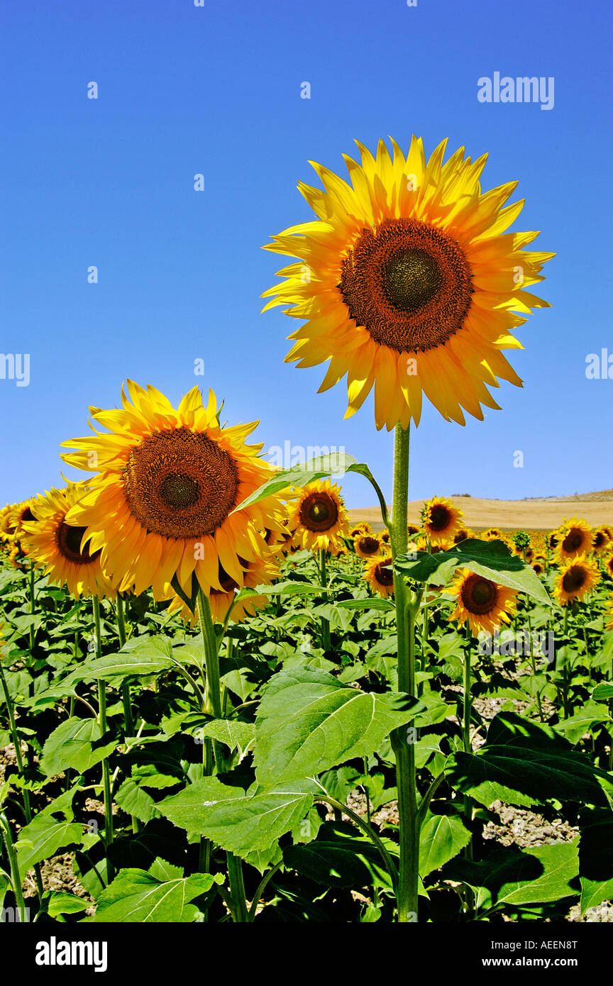 Sunflowers sevilla province hi-res stock photography and images - Alamy