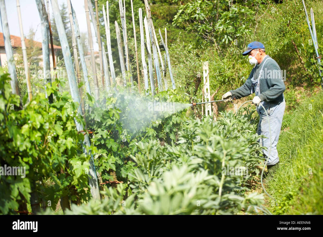 Spraying grape vines hi-res stock photography and images - Alamy