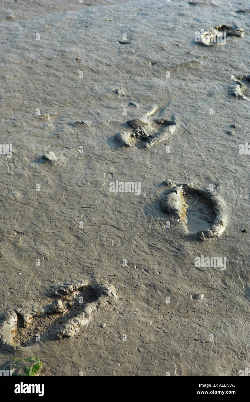 Muddy human footprints hi-res stock photography and images - Alamy