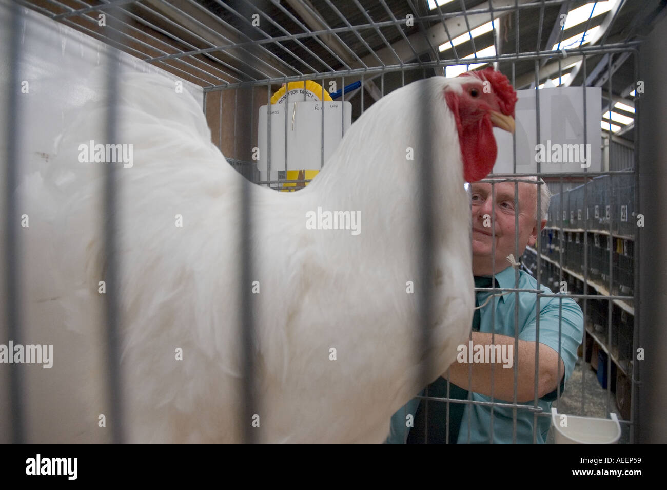 Judge pinning winning rosette onto cage Poultry judging at the Great ...