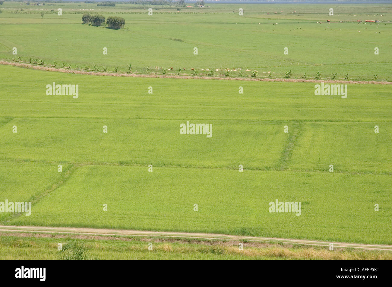 Large rice fields dot the landscape around Tubarao Santa Catarina ...