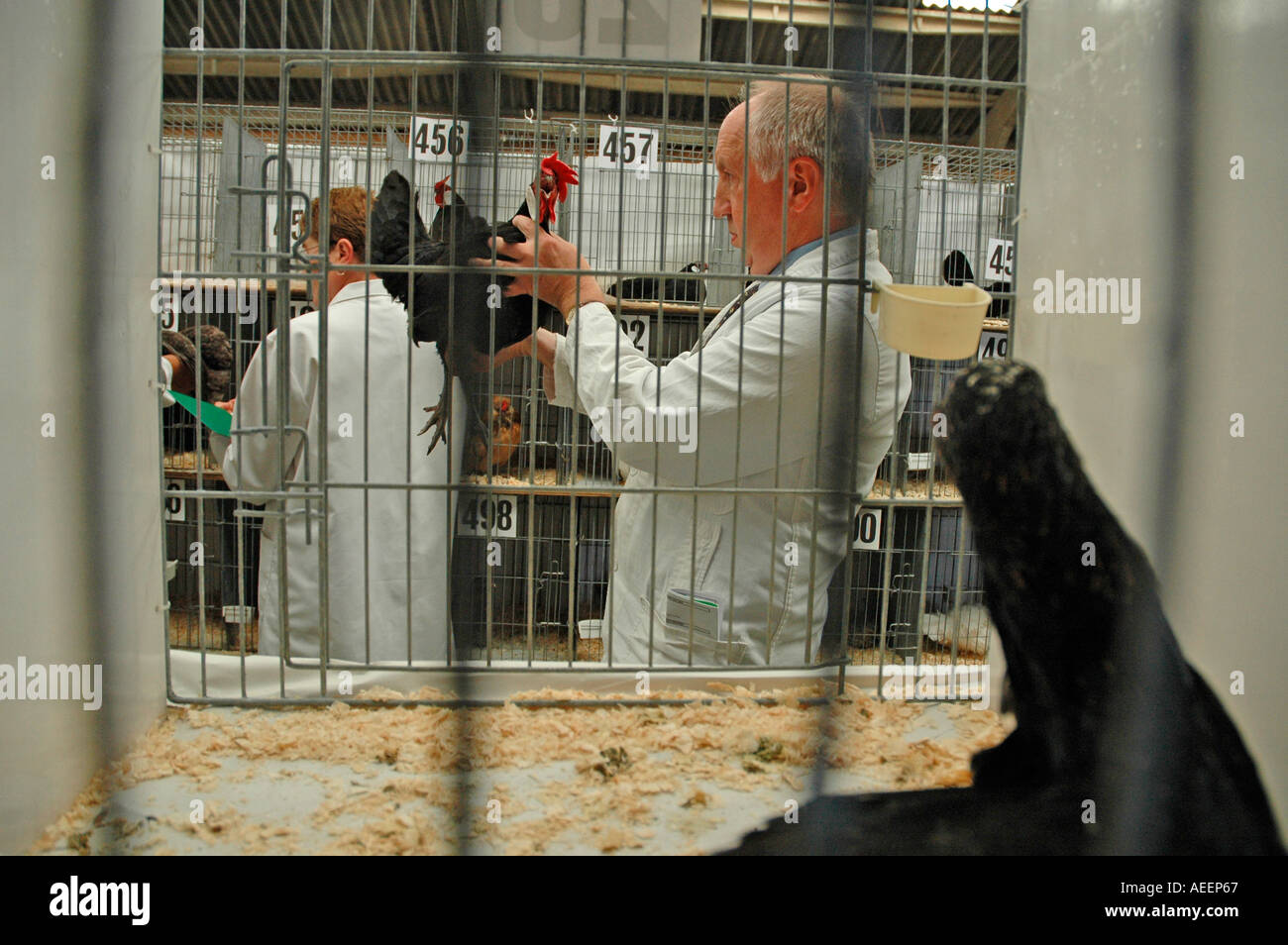 Poultry judging at the Great Yorkshire Show 2005 Stock Photo - Alamy
