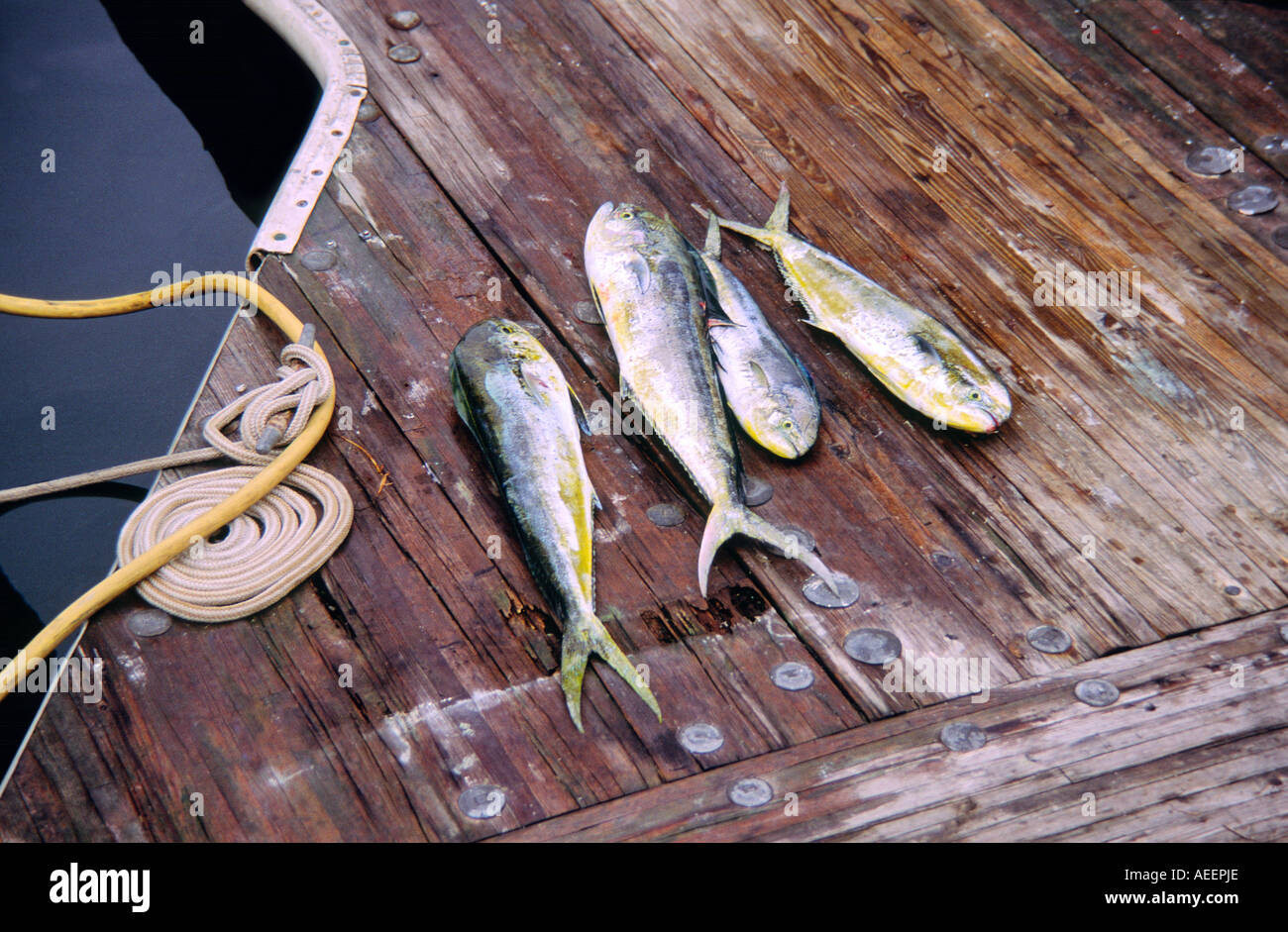 Dolphin fish, also known as dorado. Part of the days catch on the ...