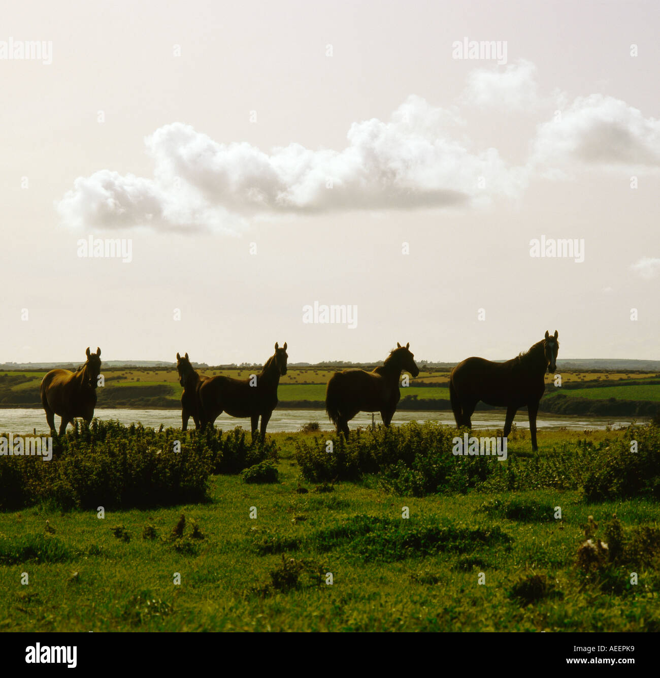horse five horses standing together in the evening beside a water area ...