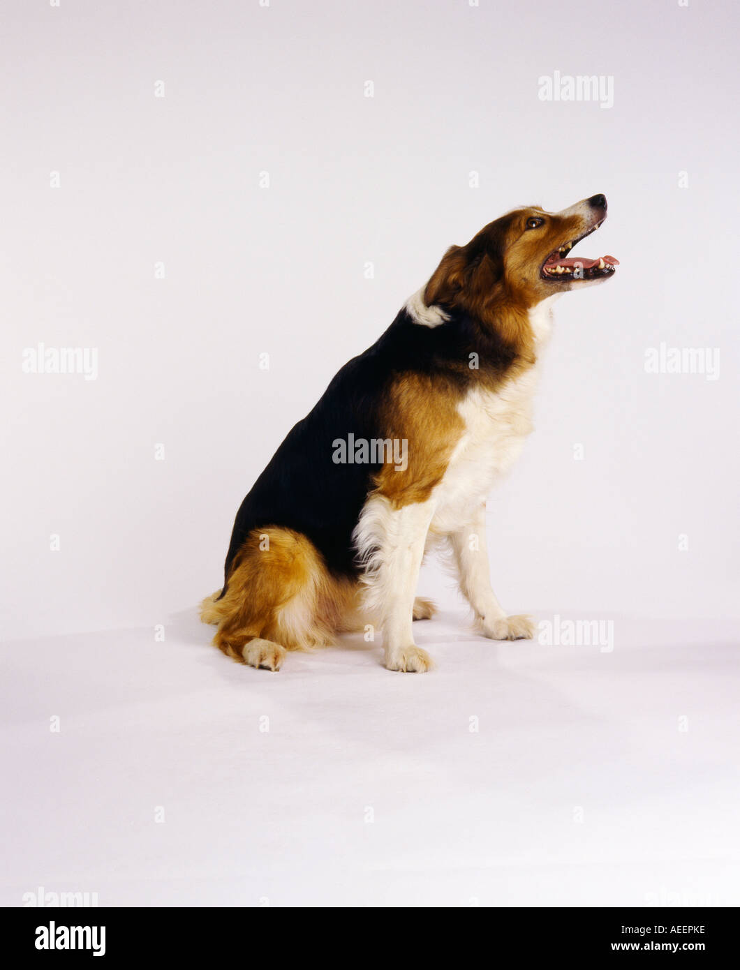 Dog barking and hi-res stock photography and images - Alamy