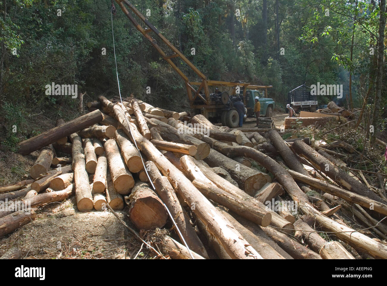 After trees have been cut and had their branches removed they are ...