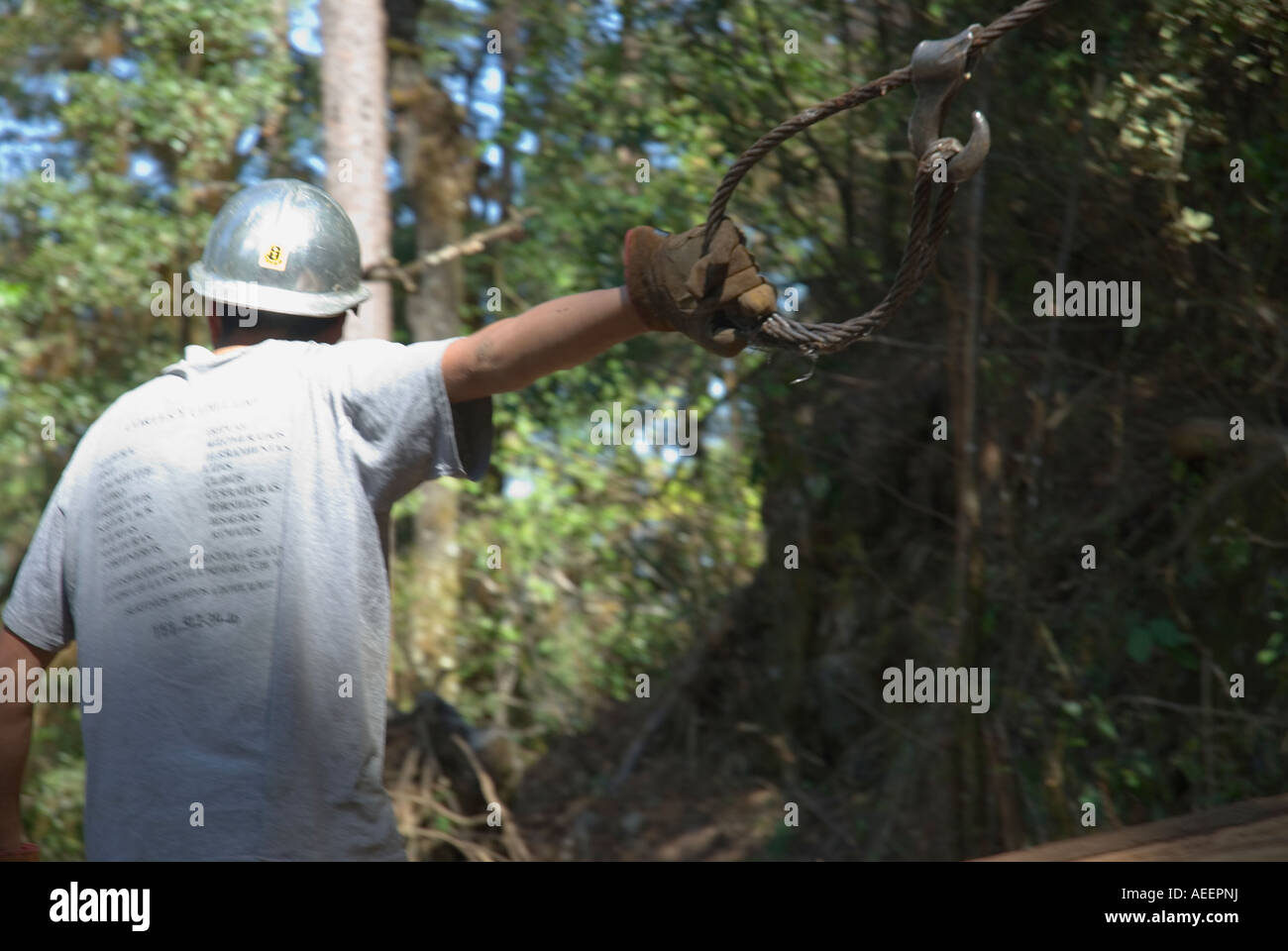 After trees have been cut and had their branches removed they are ...