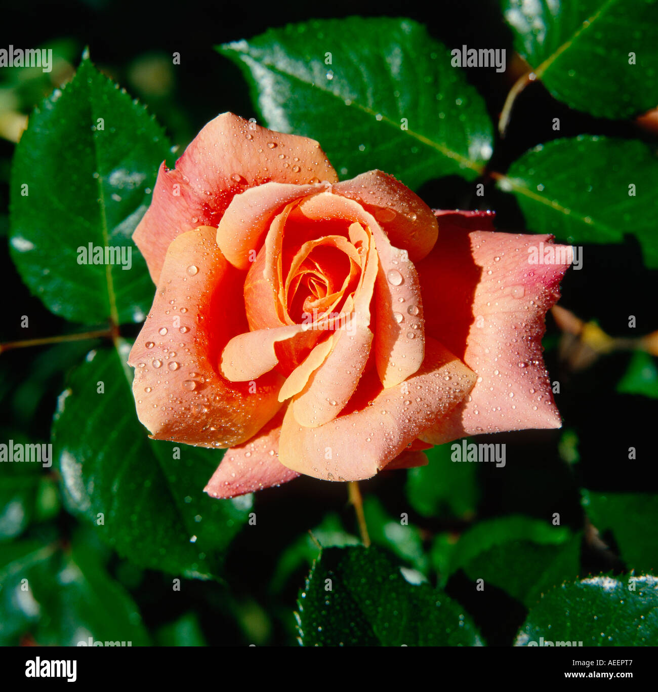 Classic rose flower hi-res stock photography and images - Alamy