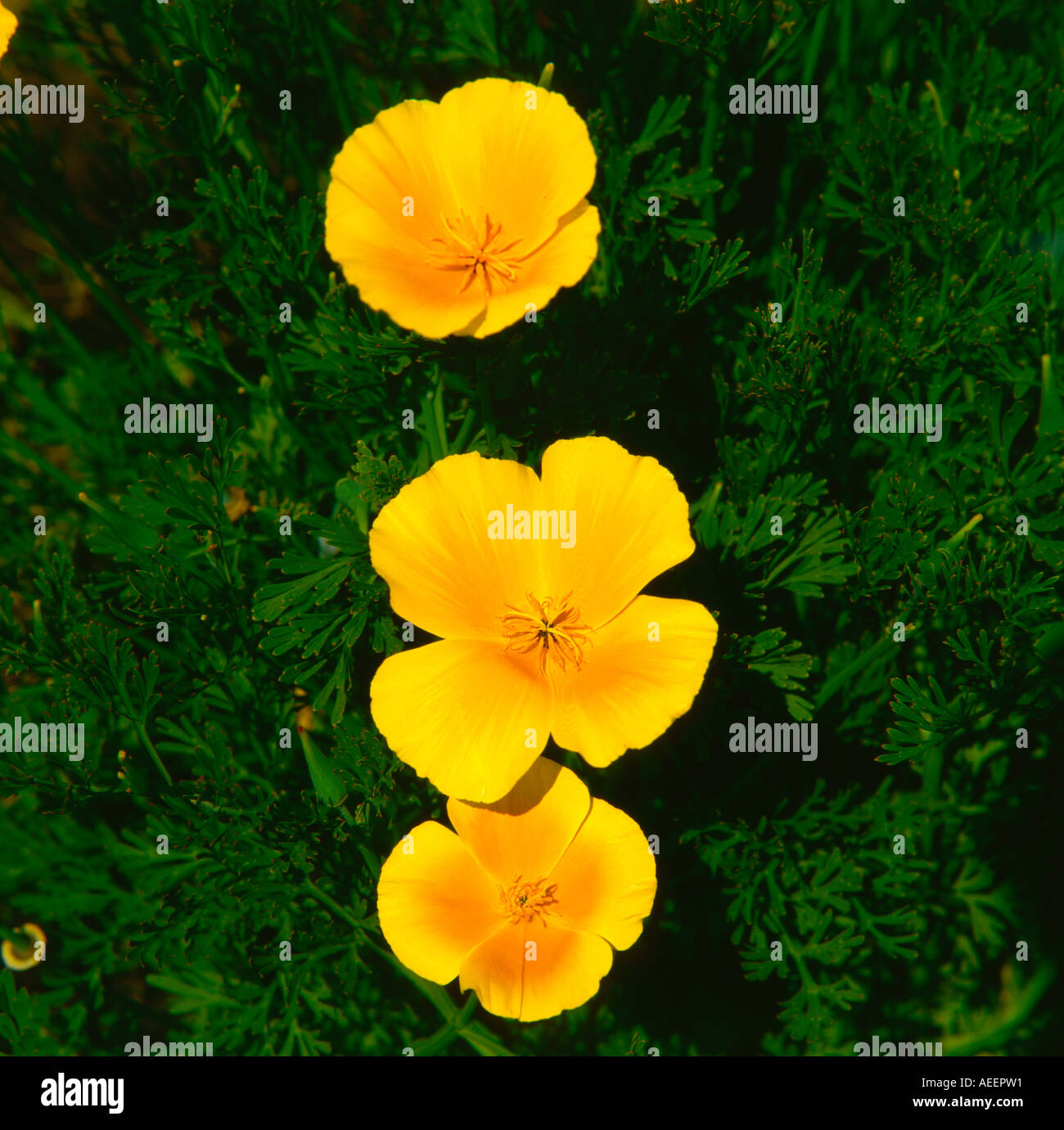 3 yellow flowers hi-res stock photography and images - Alamy