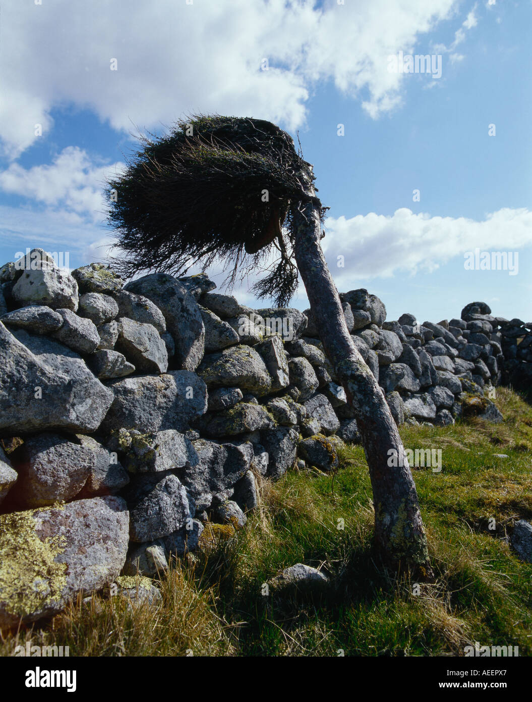 A single tree standing beside a stone wall being blown by a heavy gust ...
