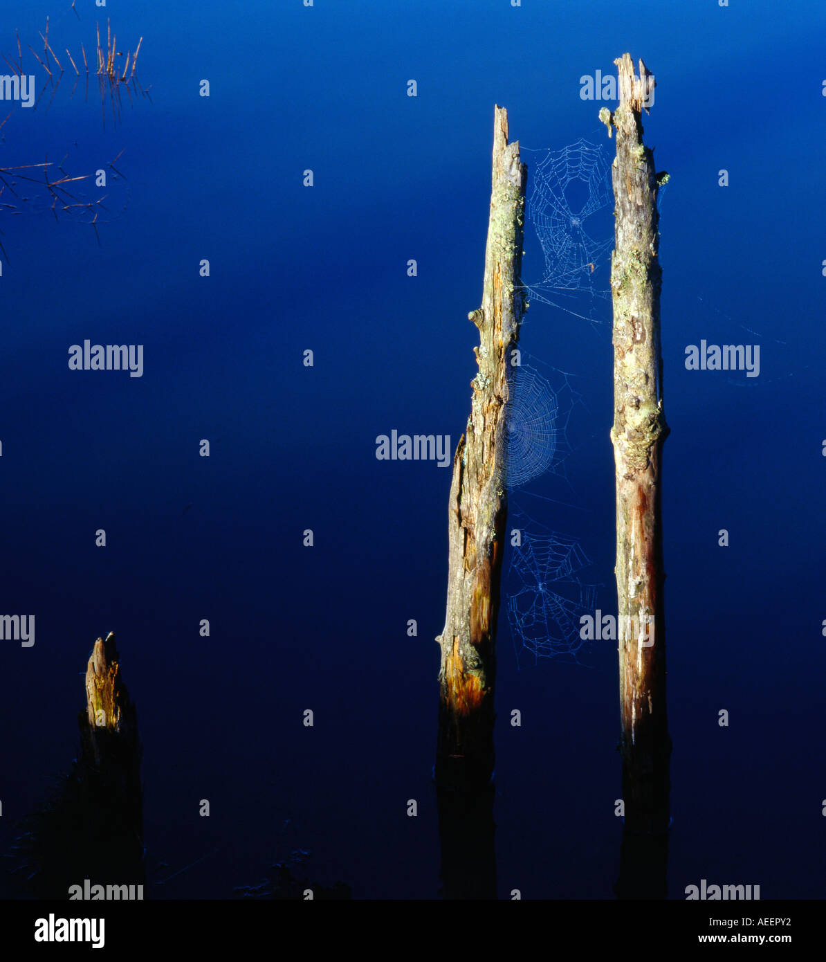 Poles sticking out water hi-res stock photography and images - Alamy