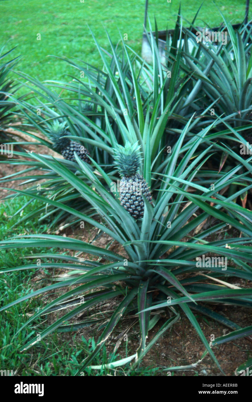 Ripening pineapples hi-res stock photography and images - Alamy