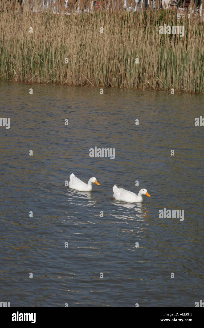 America pekin duck hi-res stock photography and images - Alamy