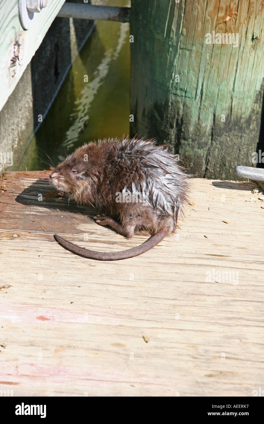 Muskrat webbed feet hi-res stock photography and images - Alamy