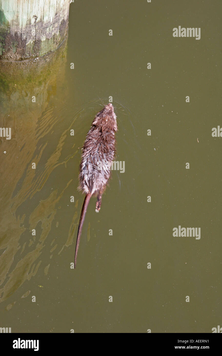 Muskrat Swimming