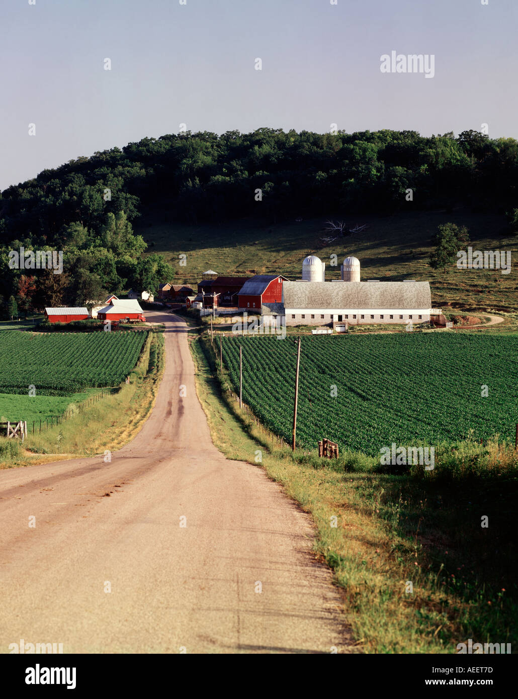 Wisconsin dairy farm with classic features such as tall silo and red ...