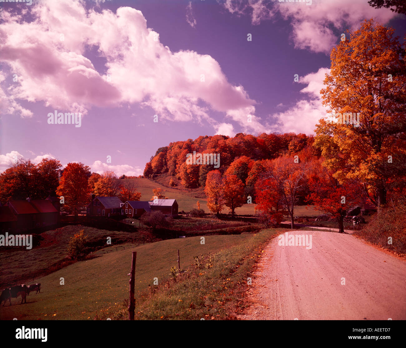 Vermont farm scene with groves of flaming red and yellow maple trees in ...