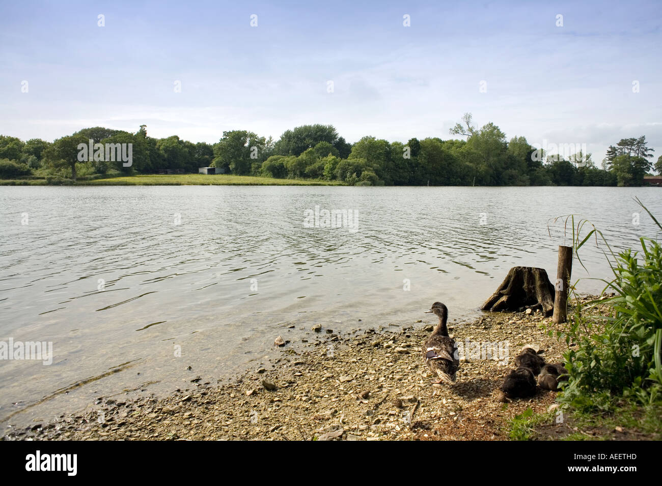 Reservoir chard hi-res stock photography and images - Alamy