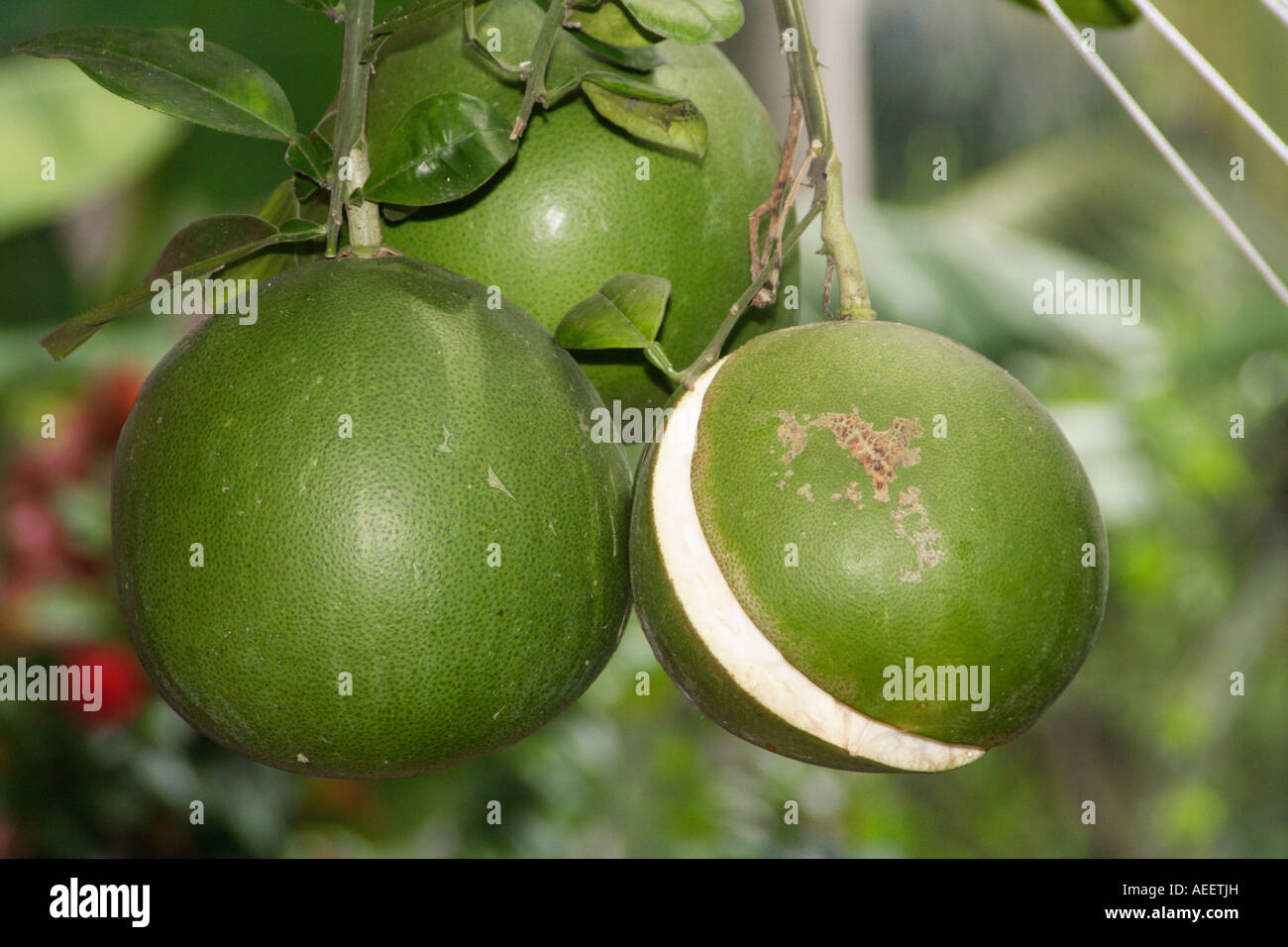 Edible Malaysian fruit known as Sukon Stock Photo - Alamy