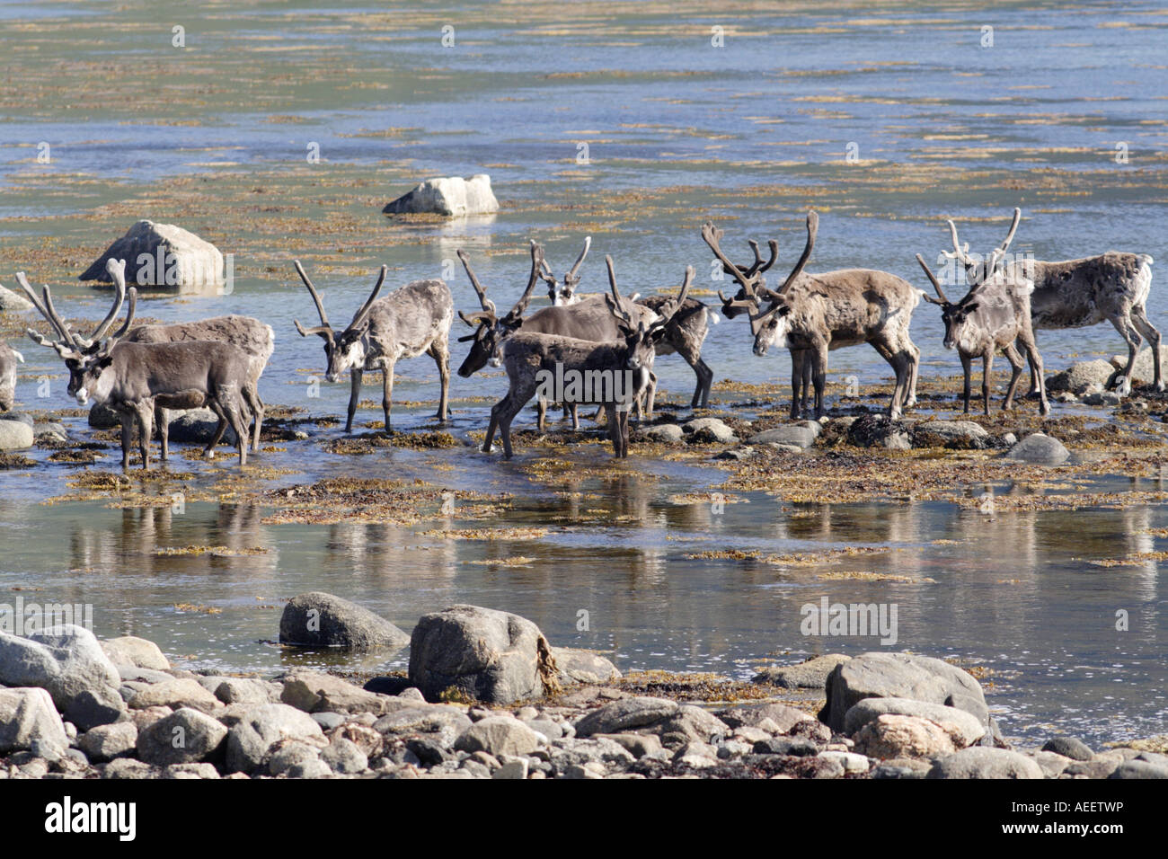 Reindeer herd in Vesteralen, Norway Stock Photo - Alamy