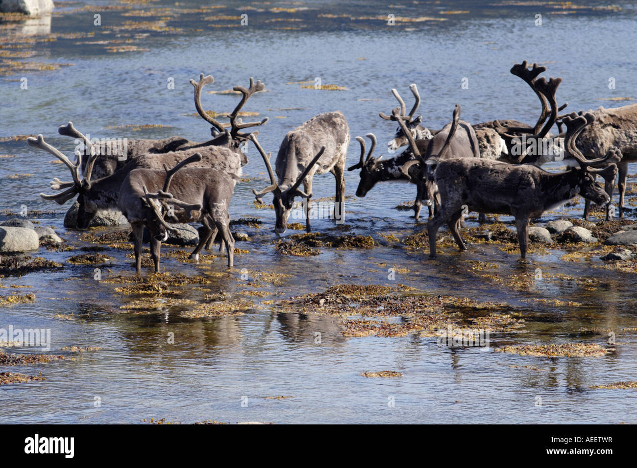 Reindeer herd hi-res stock photography and images - Alamy