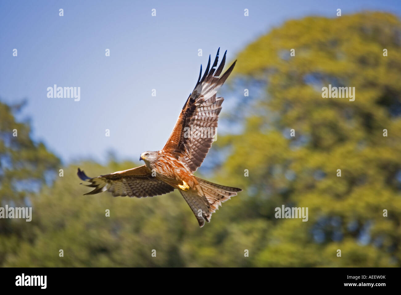 Red kite in flight rspb hi-res stock photography and images - Alamy