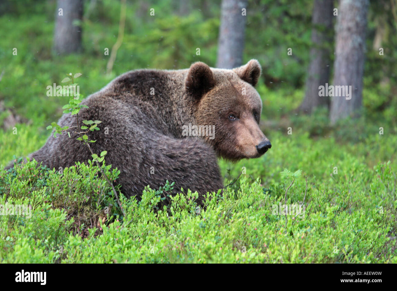 Brown bear lying down in woodland looking back at camera Stock Photo ...