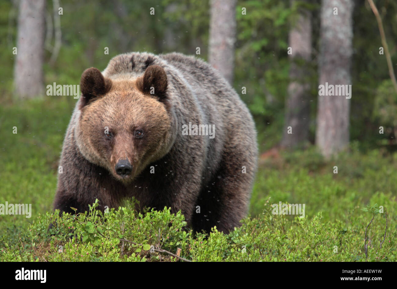 Past camera hi-res stock photography and images - Alamy