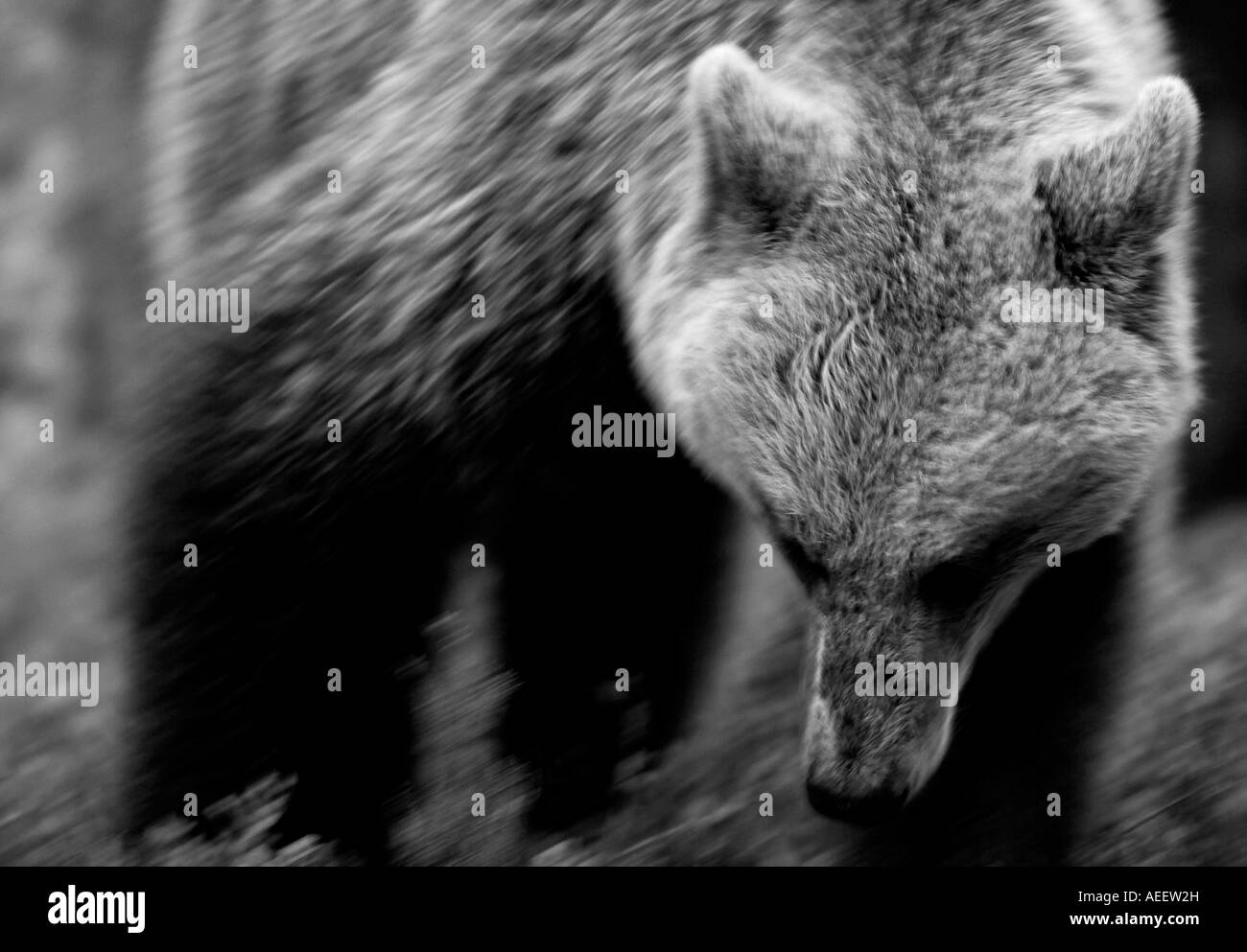 Bear walking through the woods with motion head down in black and white ...
