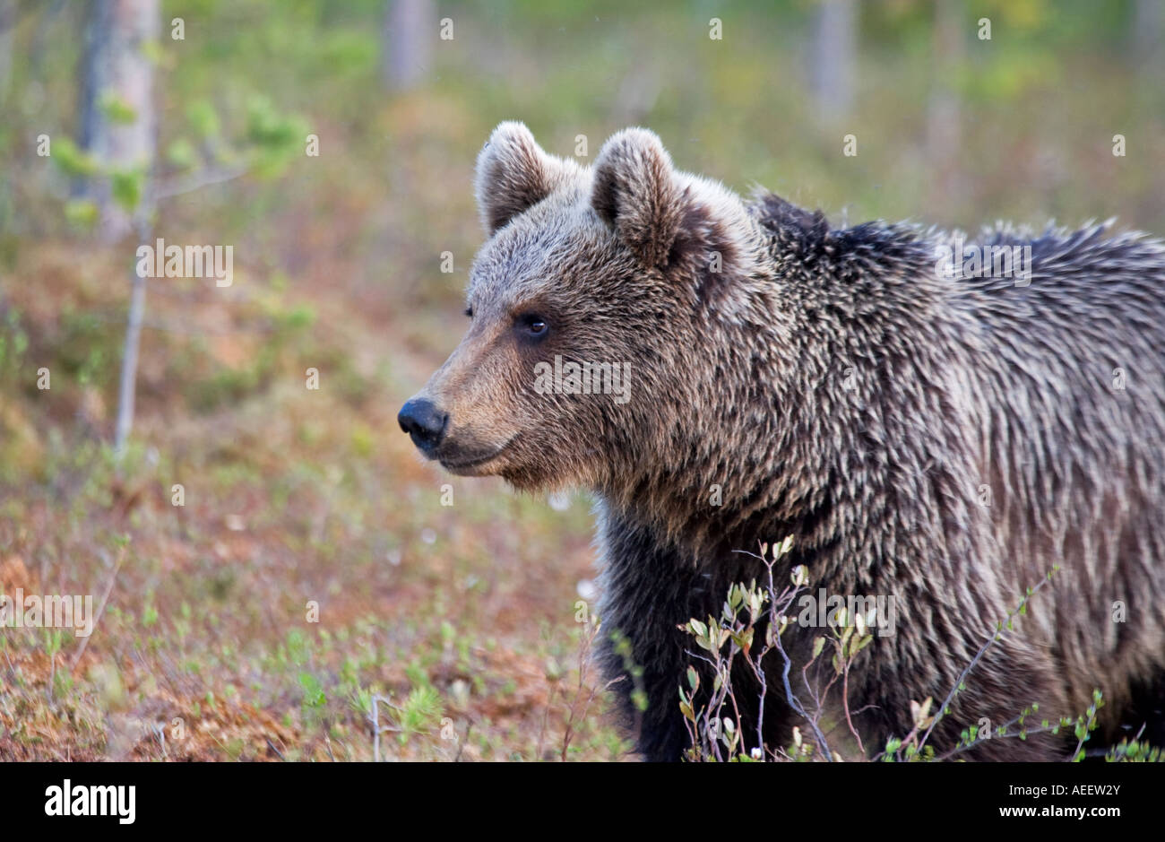 Profile of brown bear Stock Photo - Alamy