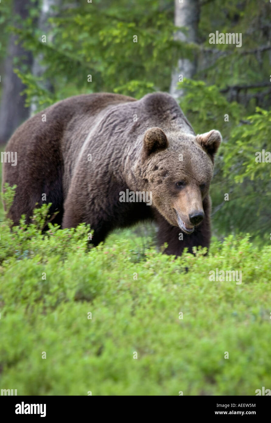 Large brown bear walking at pace through the woods Stock Photo - Alamy