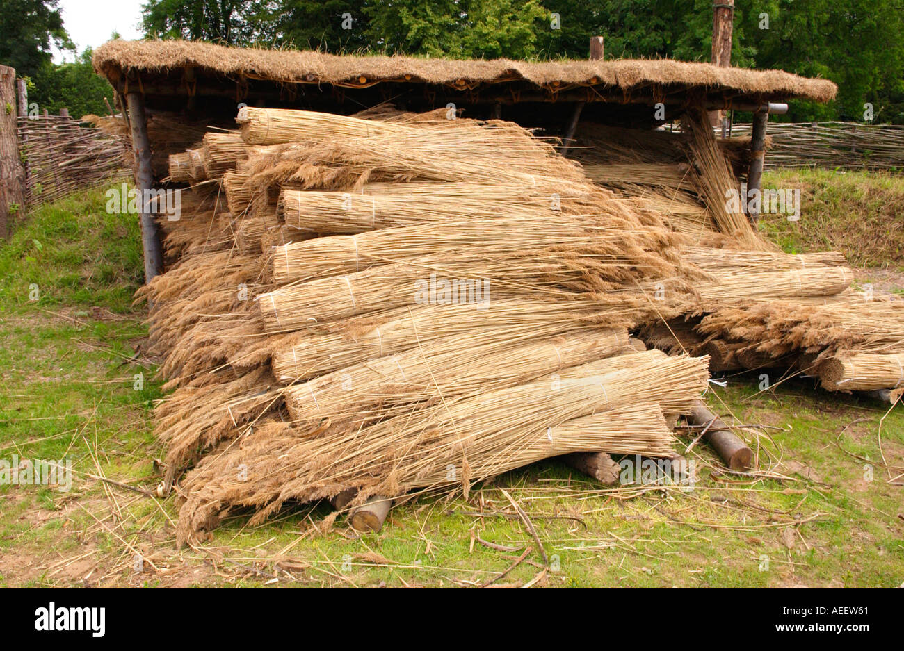 Reed ready to thatch an Iron Age roundhouse being built using ...