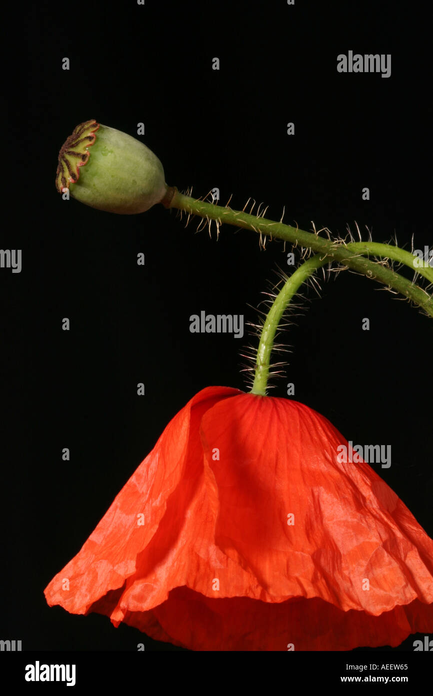 Poppy flower seed head hi-res stock photography and images - Alamy