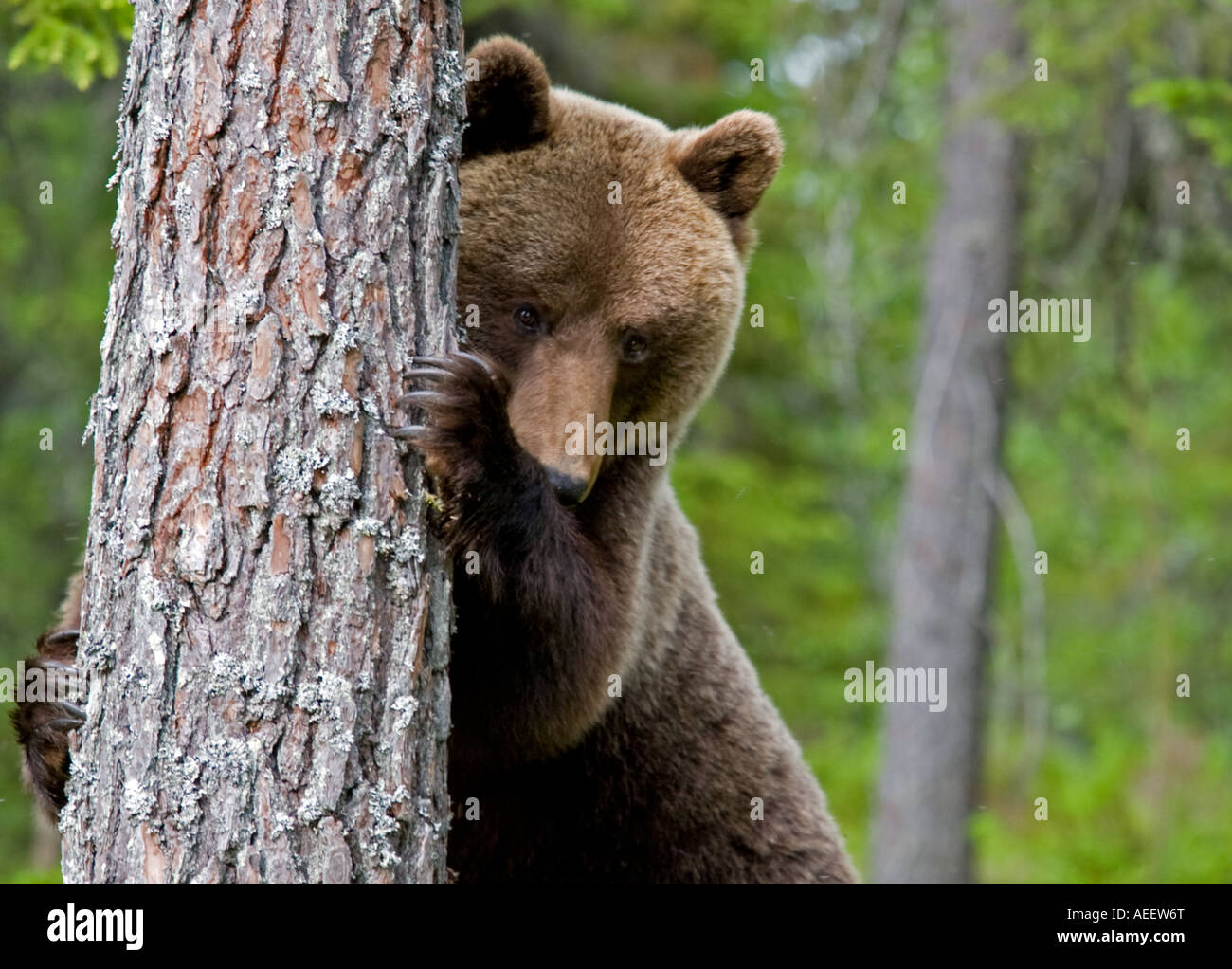 Brown Bear peering around tree in the forests of Finland Stock Photo ...