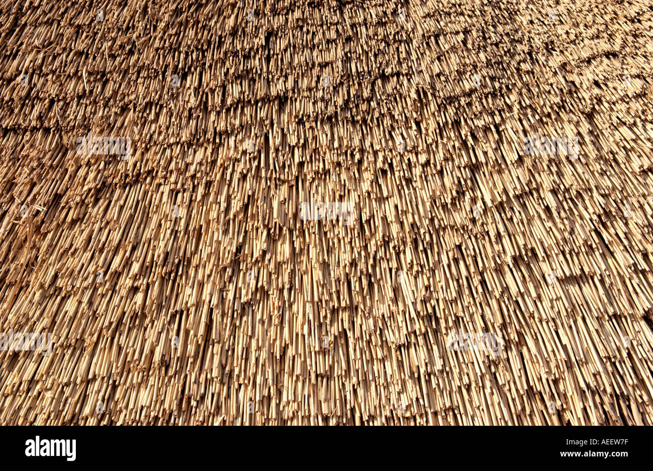 Thatching roof of Iron Age roundhouse being built using traditional ...