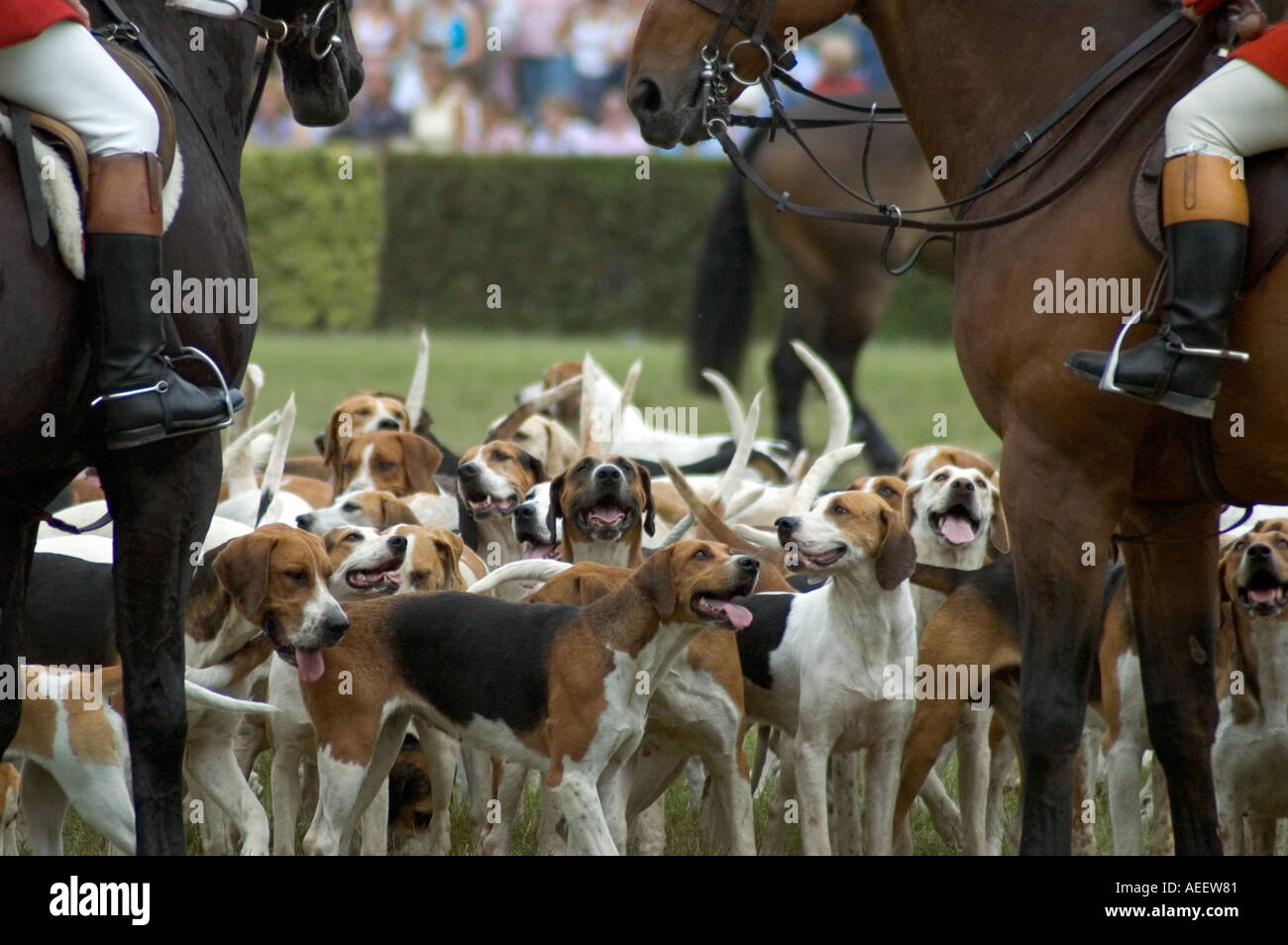 Fox hunters hi-res stock photography and images - Alamy