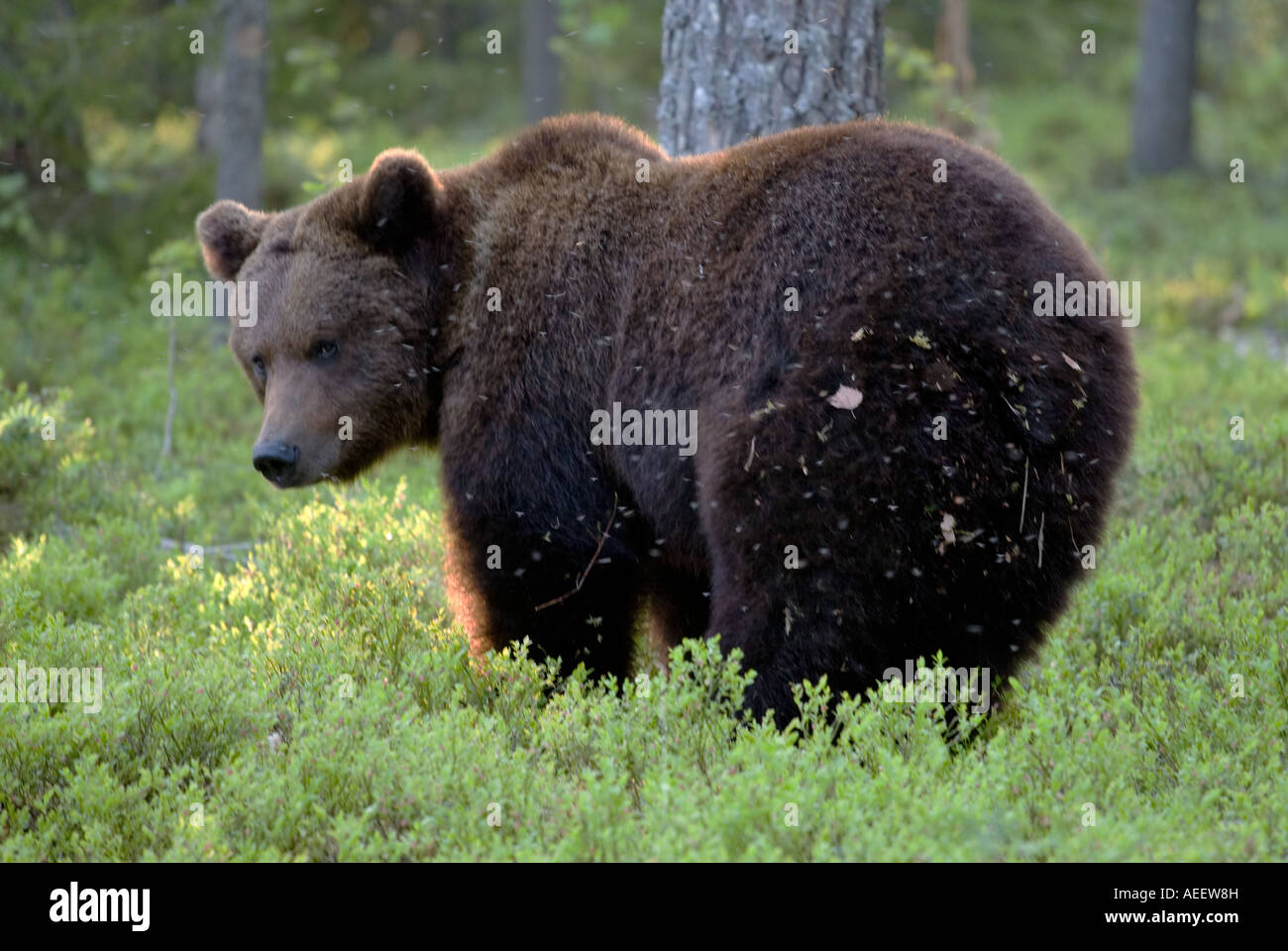 European Brown Bear looking Back in woodland Finland Stock Photo - Alamy