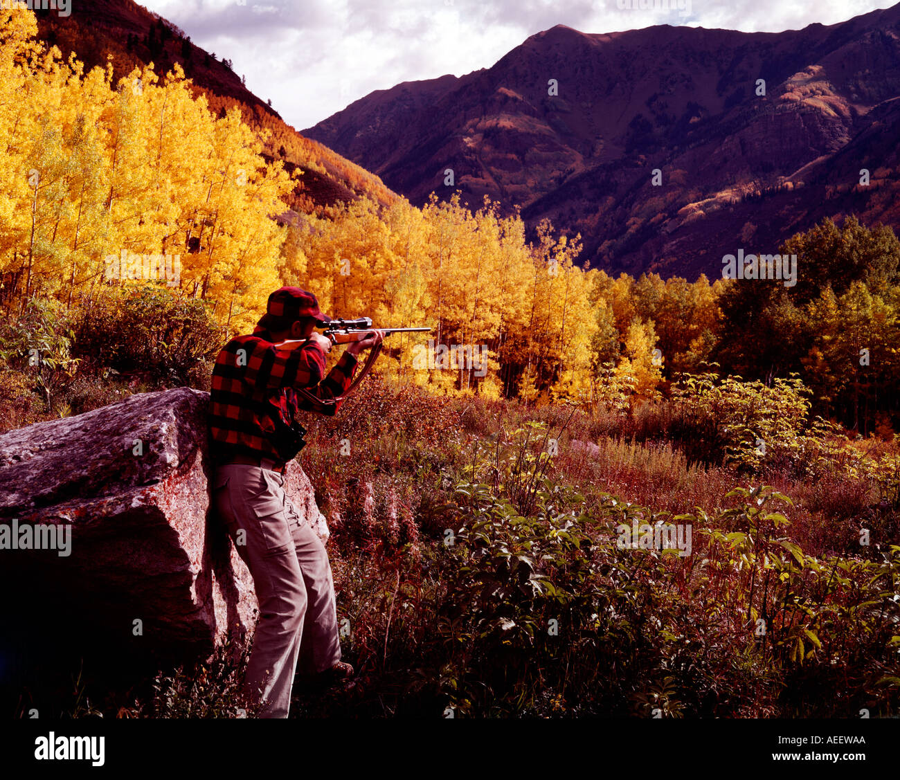 Hunter taking aim at game in an Autumn setting of aspen trees turned ...