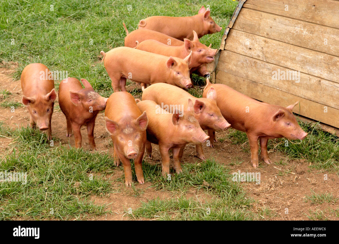 Tamworth pig hi-res stock photography and images - Alamy