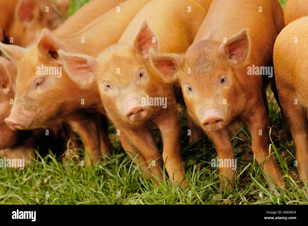 Organic Tamworth piglets on farm UK Stock Photo - Alamy