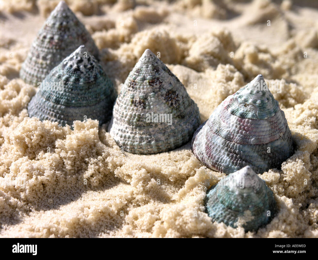 Conical pretty sea shells on a sandy beach Stock Photo - Alamy