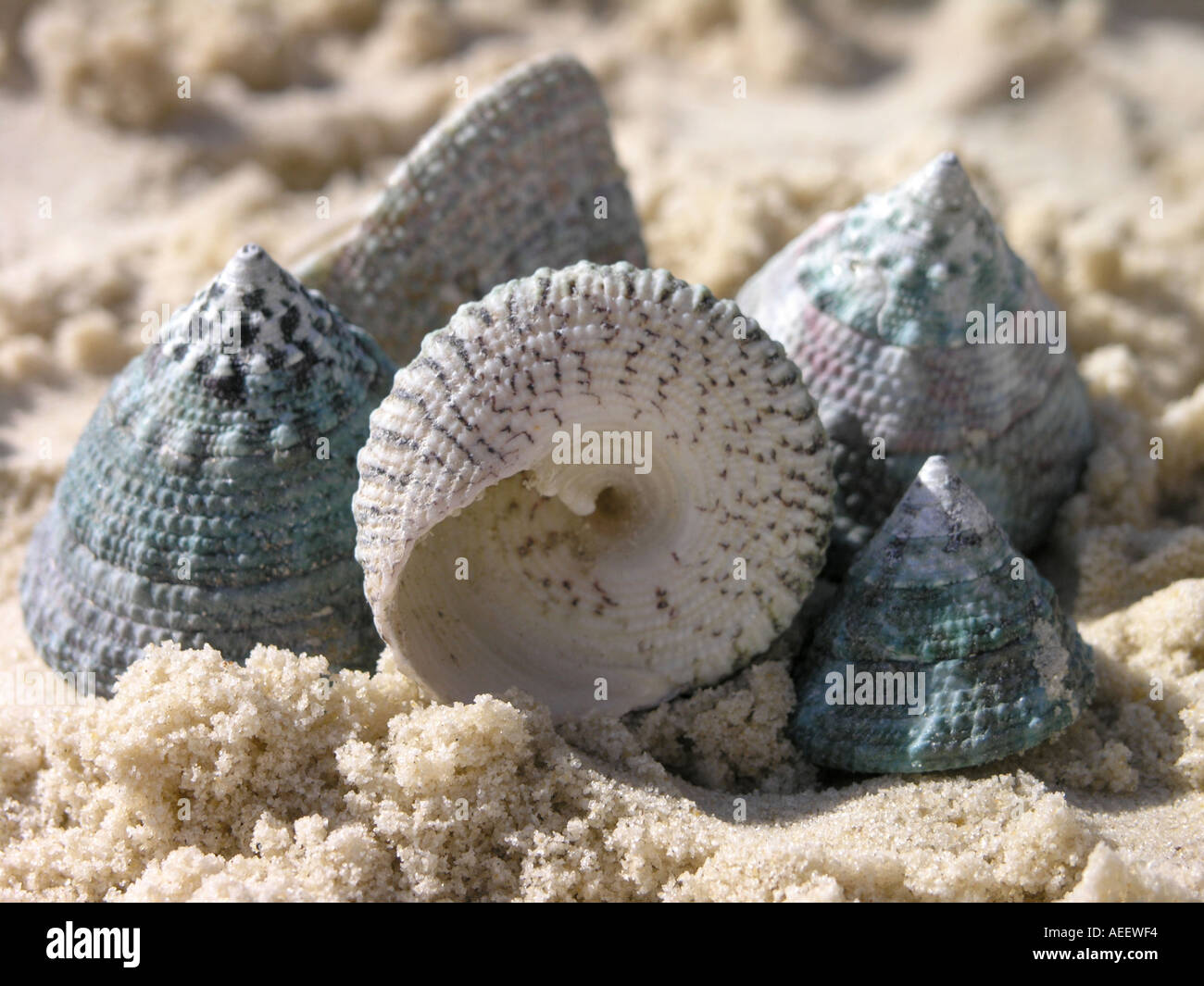 Conical pretty sea shells on a sandy beach Stock Photo - Alamy